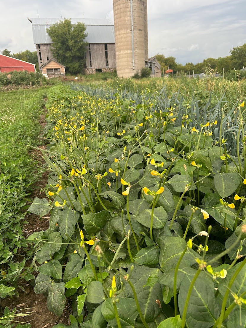 Cowpea- Fast Lady Northen Southern Pea OG – Cultivating the Commons