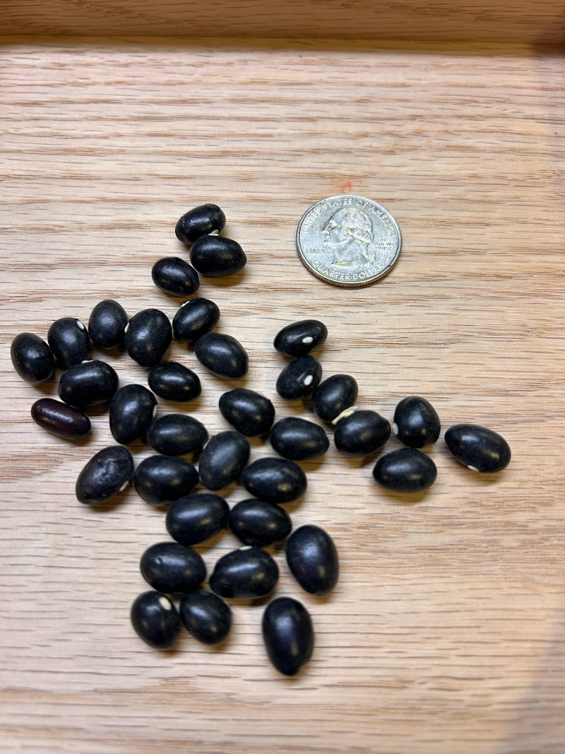 Dry Bean- Black Coco OG – Cultivating the Commons