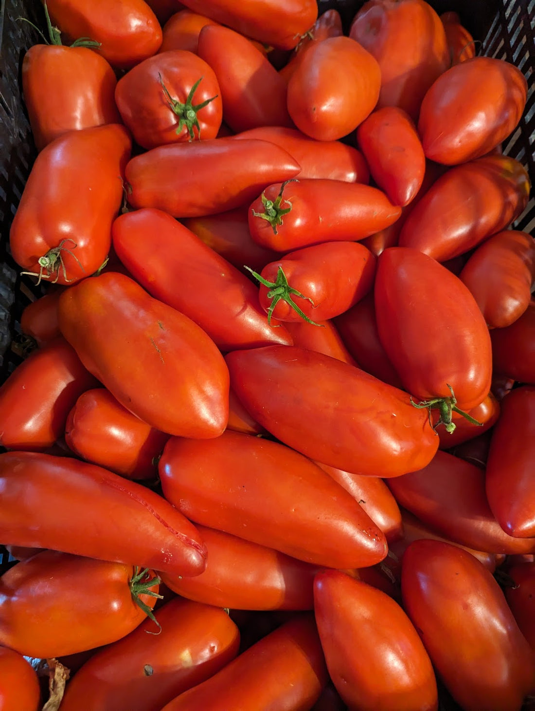 Paste- Blue Beech OG – Cultivating the Commons