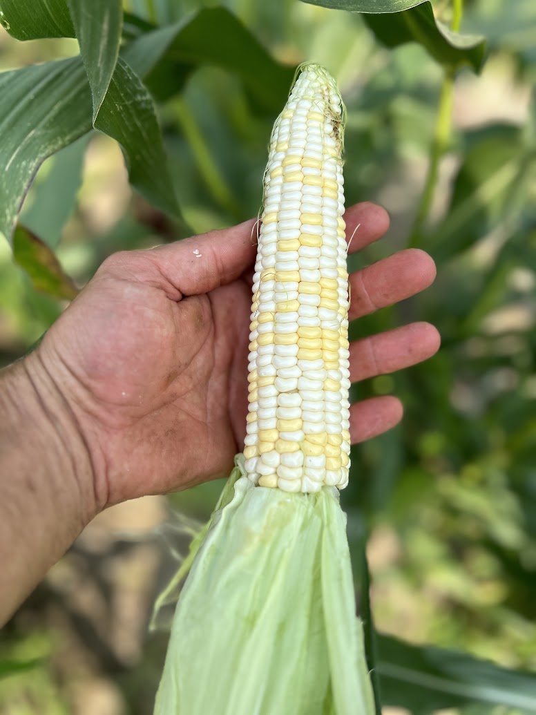Sweet Corn- Double Standard OG – Cultivating the Commons