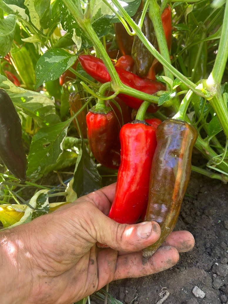 Sweet Pepper- Patchwork OG – Cultivating the Commons