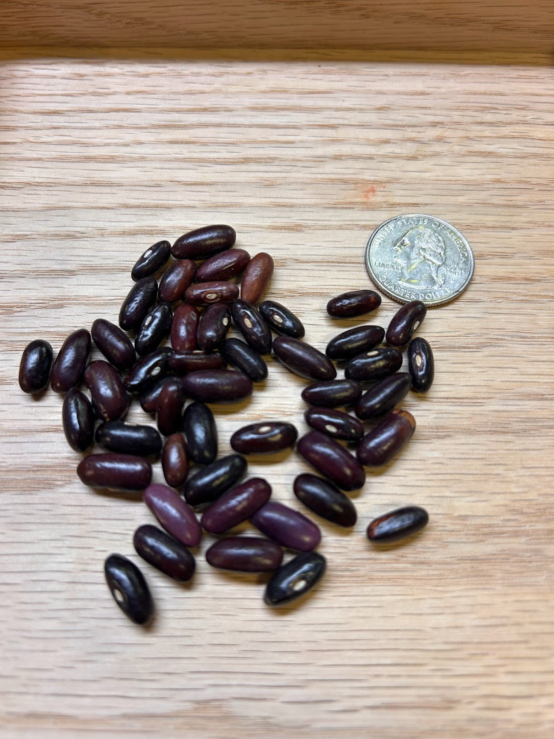 Snap Bean- Provider OG – Cultivating the Commons