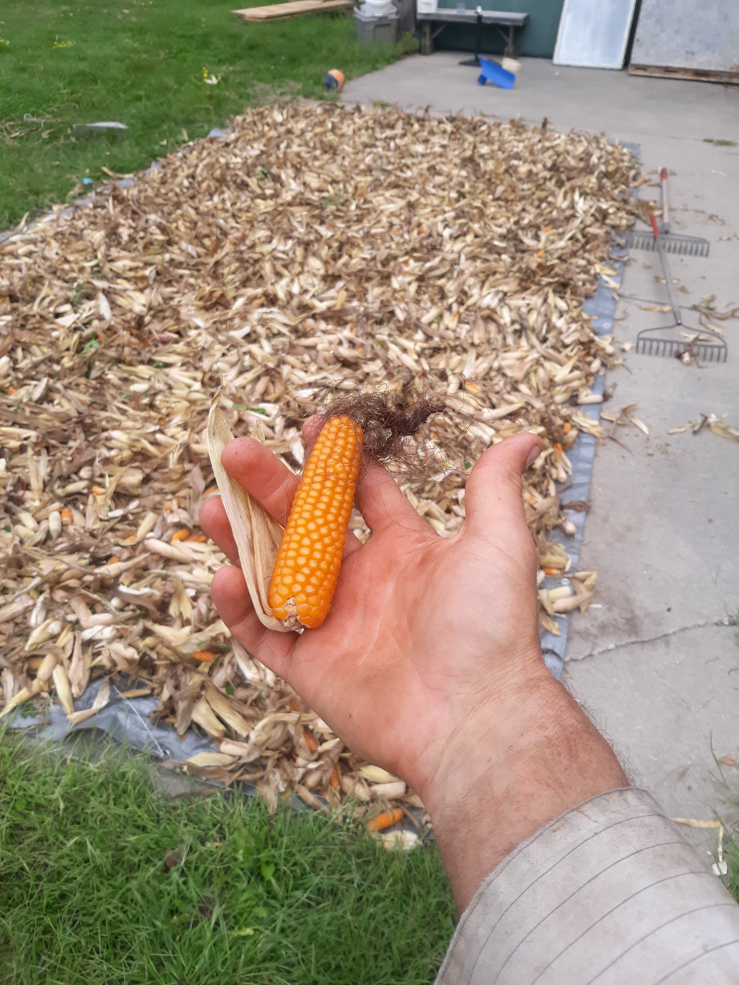 Popcorn- Tom Thumb – Cultivating the Commons