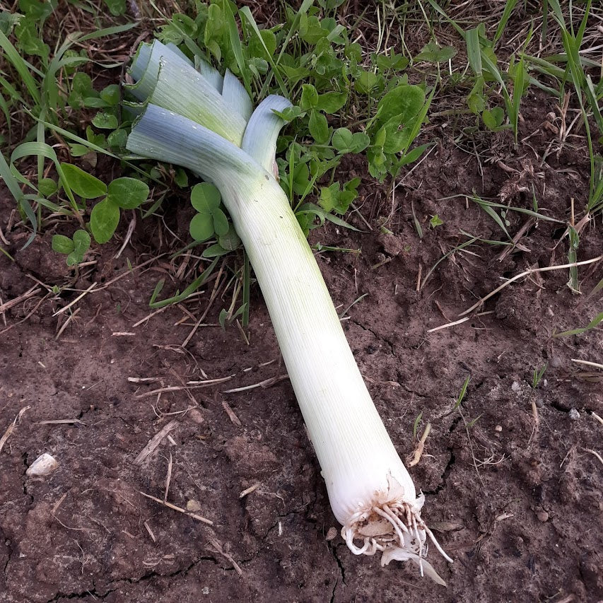 Leek- Bandit – Cultivating the Commons