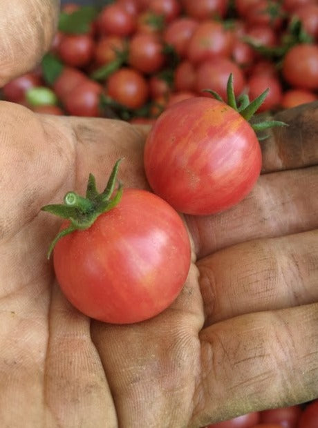 Tomato MIX – Cultivating the Commons