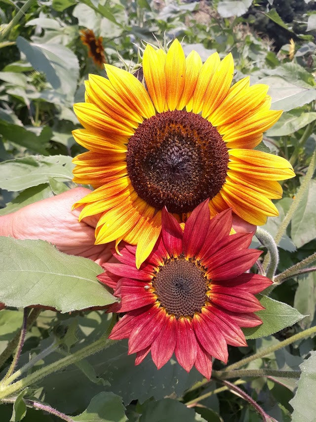 Sunflower - Inca Jewel OG – Cultivating the Commons