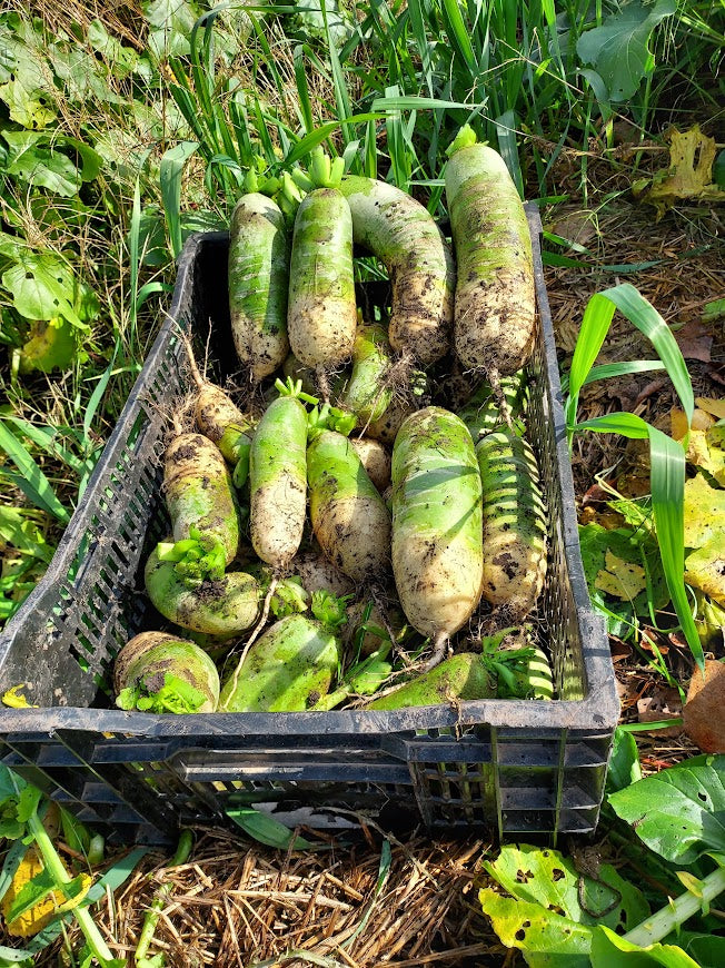 Radish, Winter- Luobo Green OG – Cultivating the Commons