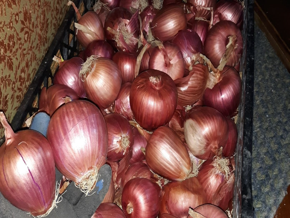 Onion- Rossa de Milano OG – Cultivating the Commons